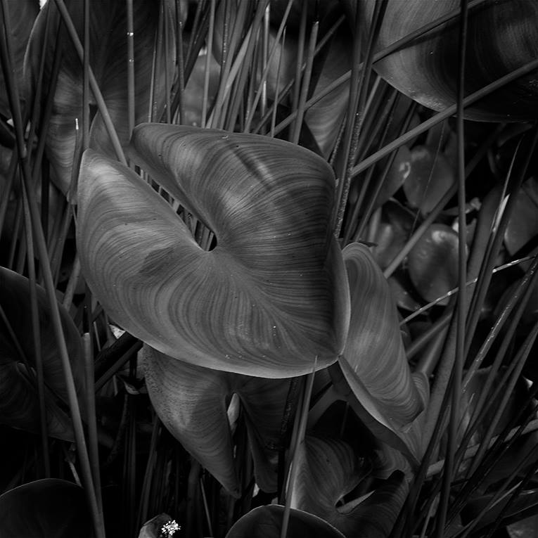 El autótrofo – EfACICO